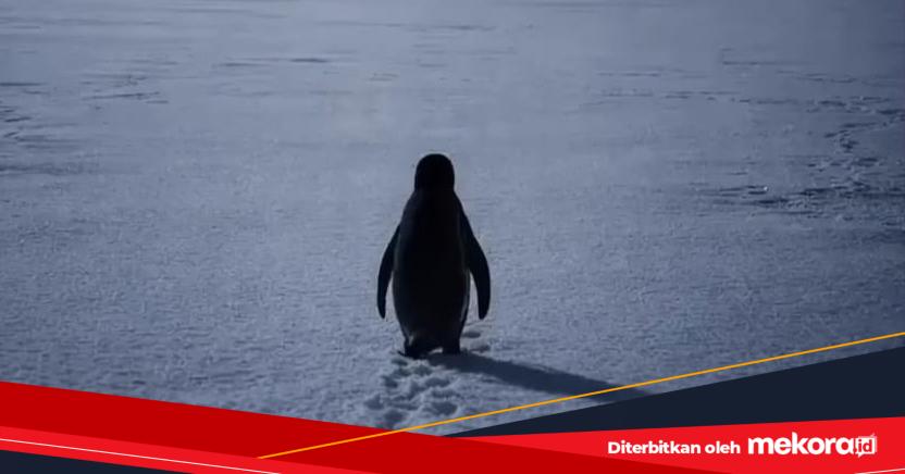Jalan Sunyi Si Penguin Adélie di Antartika, Tinggalkan Koloni dan ...
